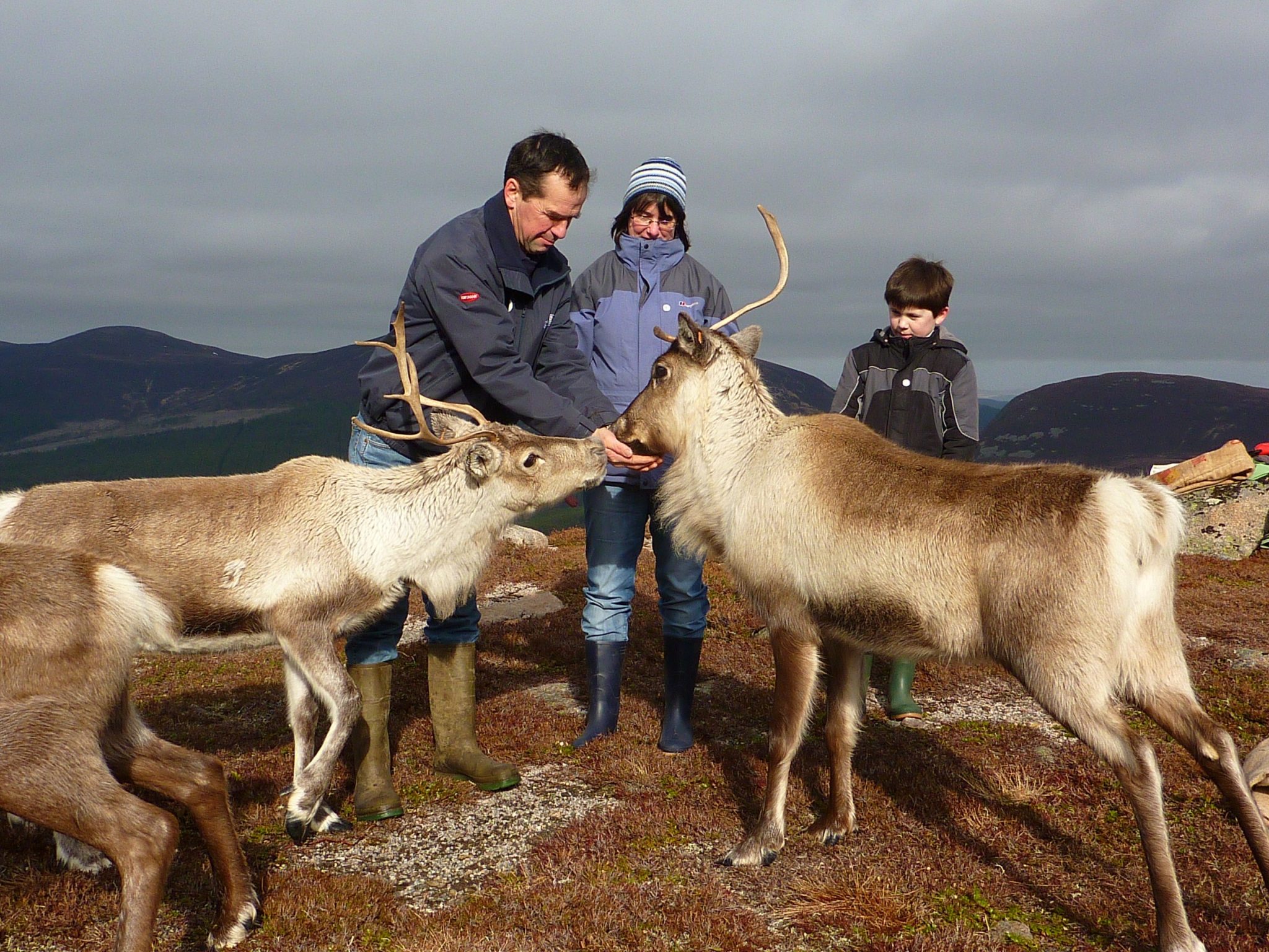About Us – Christmas Reindeer