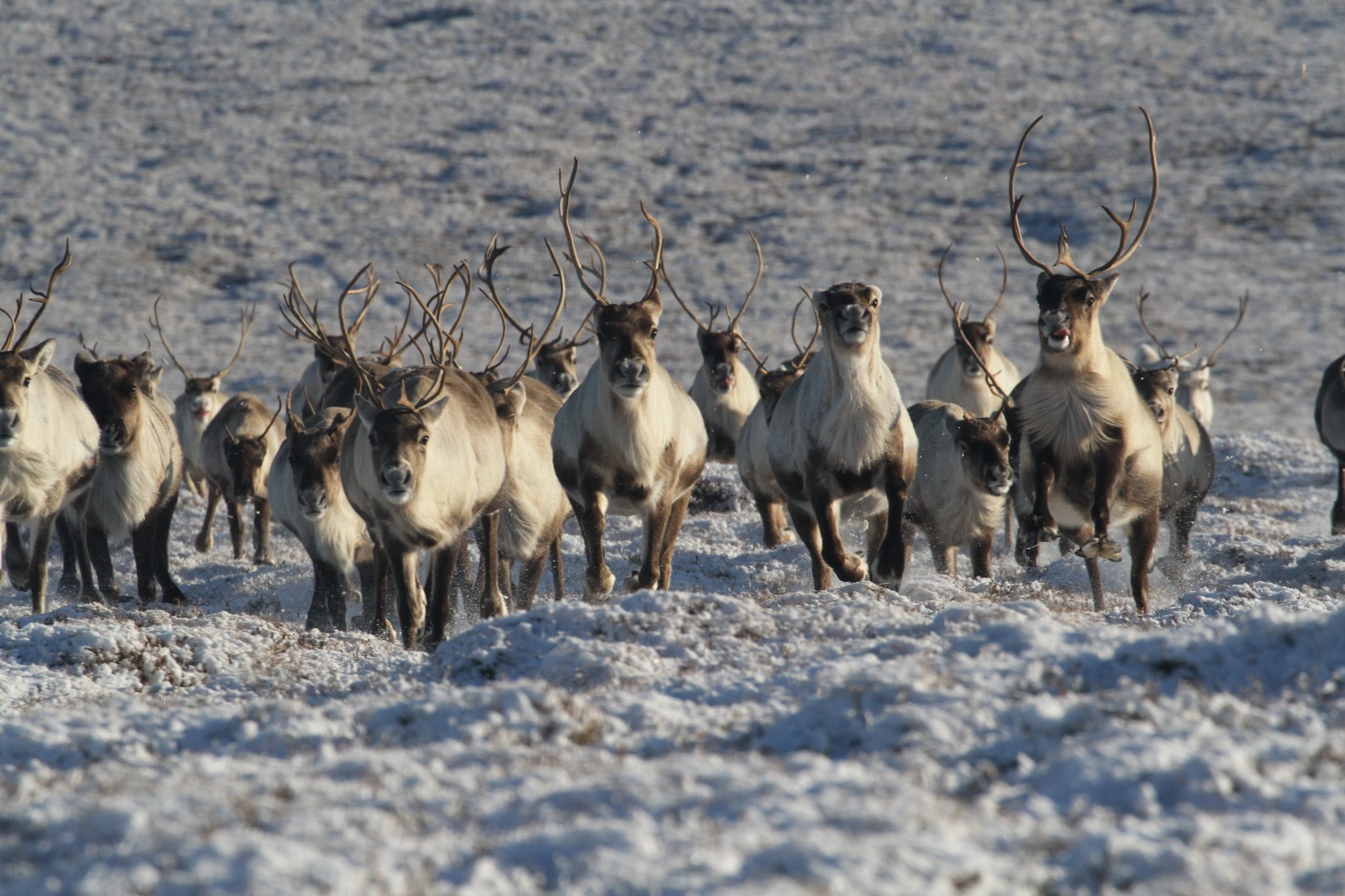 About Us – Christmas Reindeer
