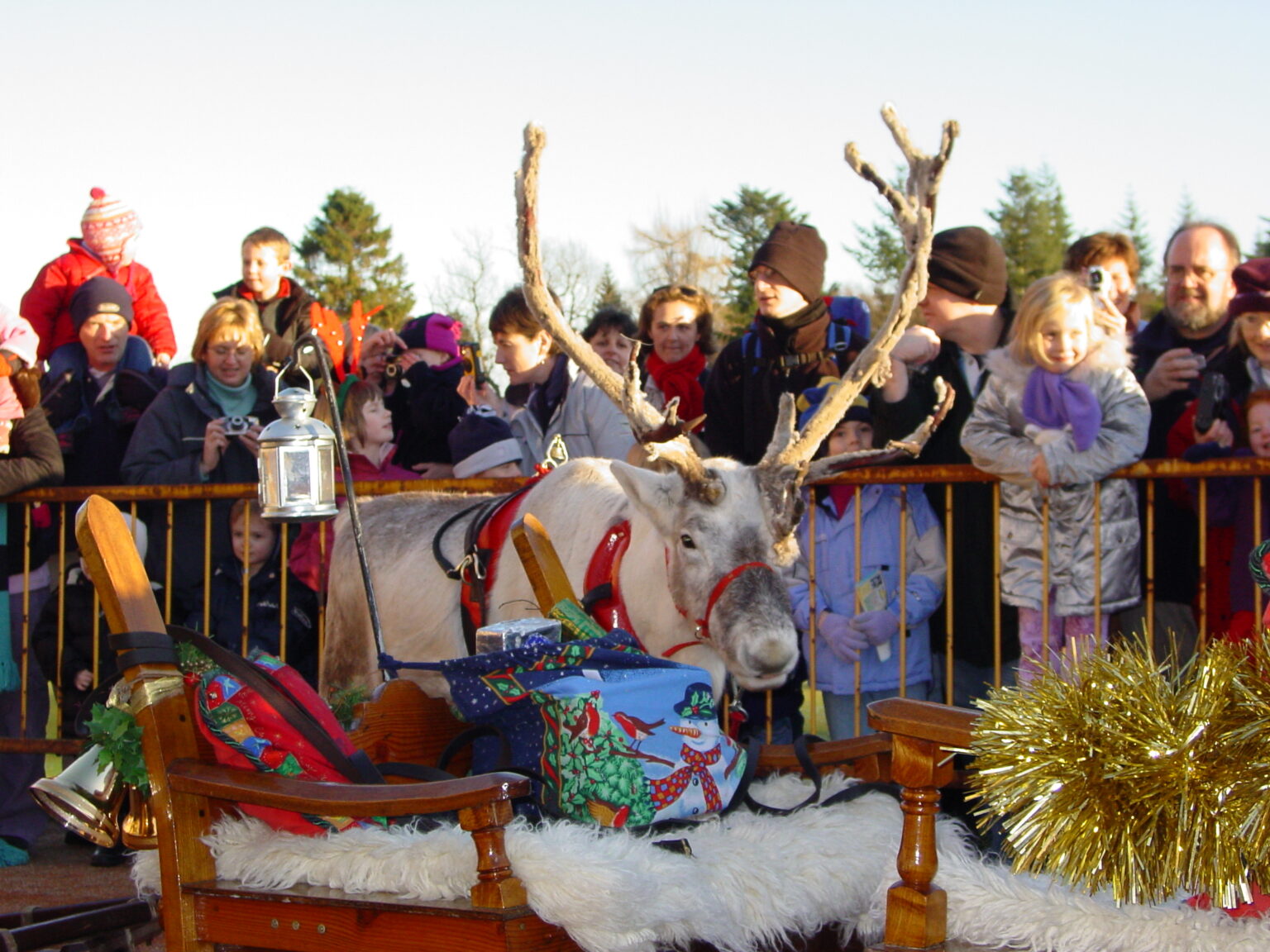 Christmas Reindeer – Christmas Reindeer