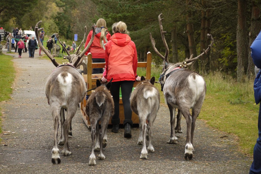 Christmas Reindeer – Christmas Reindeer