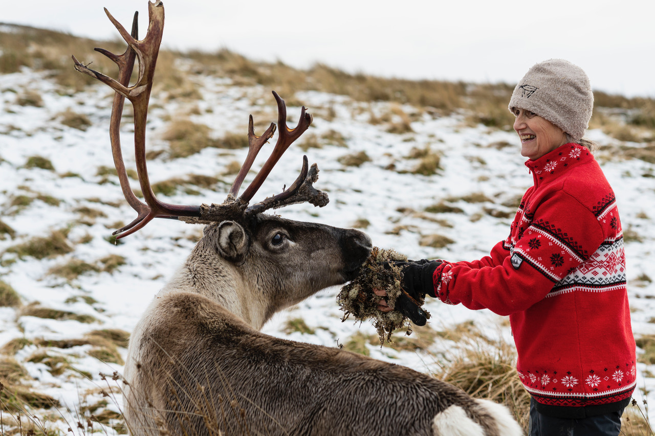 About Us – Christmas Reindeer