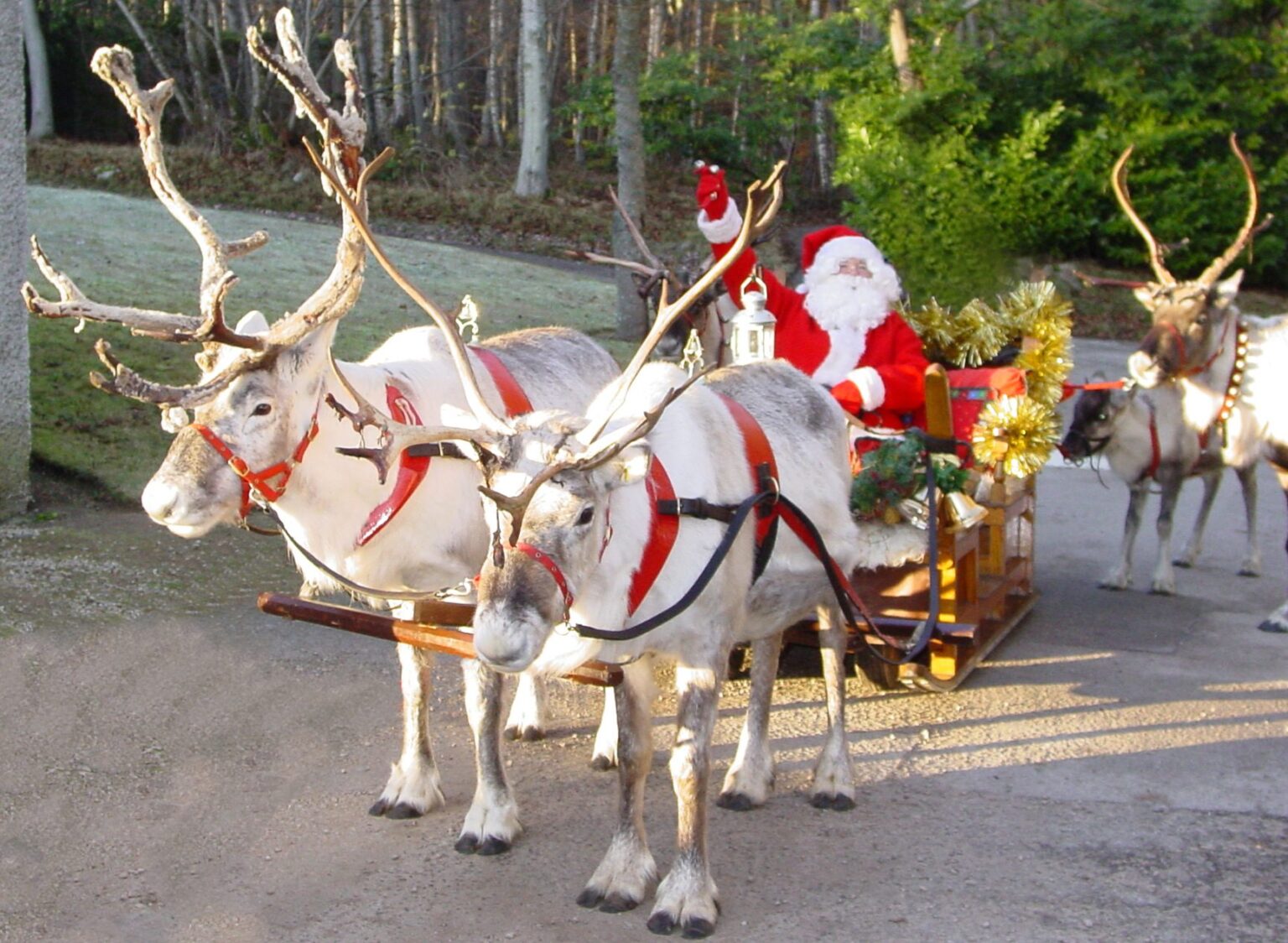 Christmas Reindeer – Beautiful sleigh-pulling reindeer for Christmas